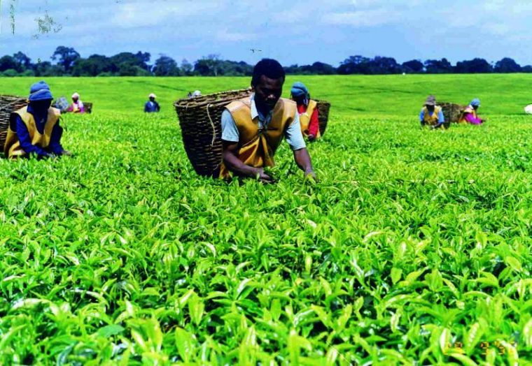 Limuru Tea Posts 11 Million Pre Tax Loss in HY 2020 - The Trading Room